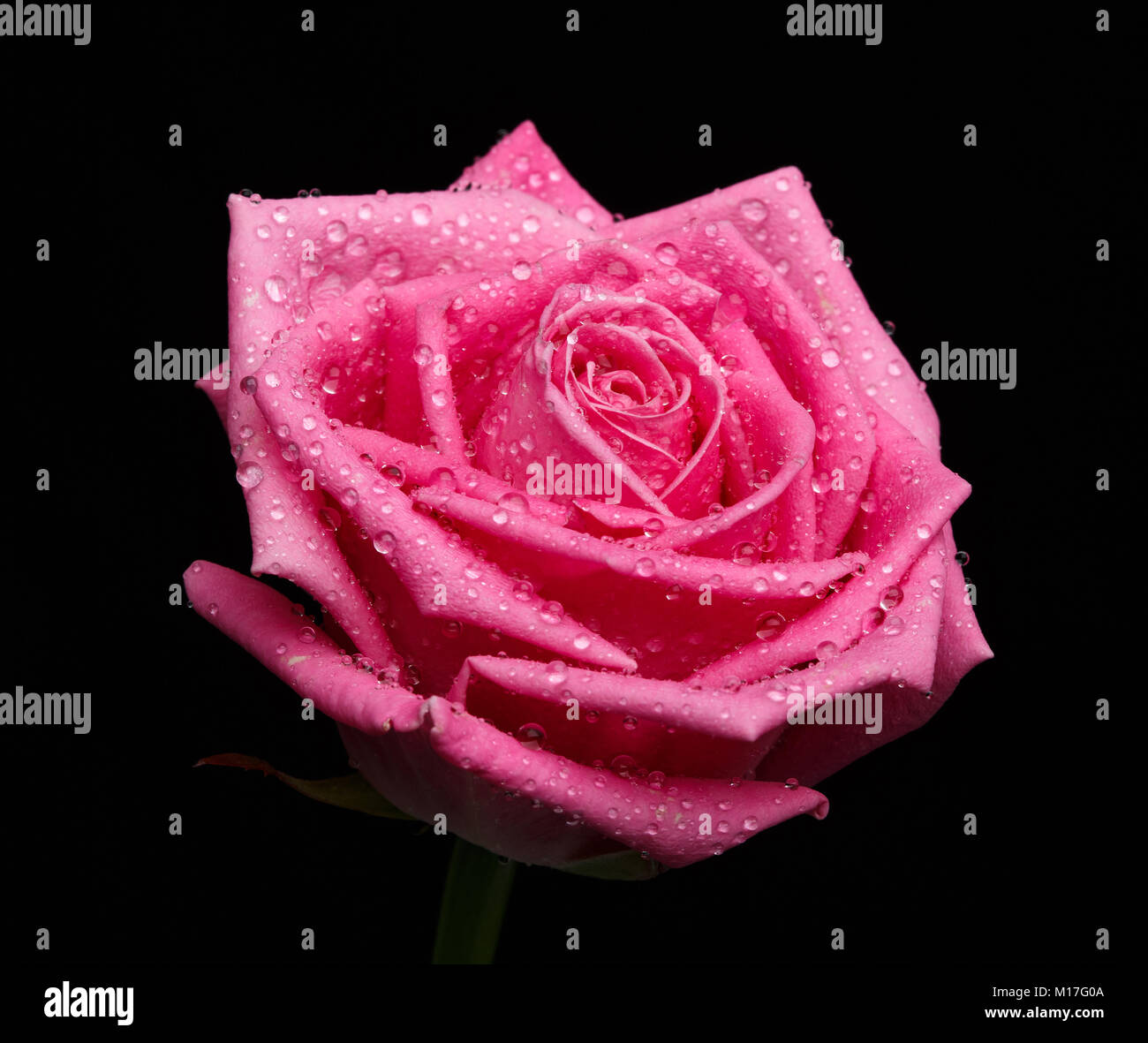 beautiful pink rose head isolater on black background Stock Photo - Alamy