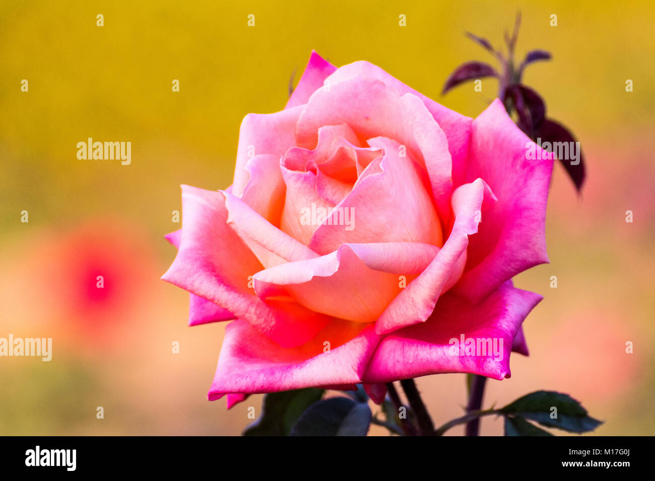 Orange Pink Rose Stock Photo - Alamy