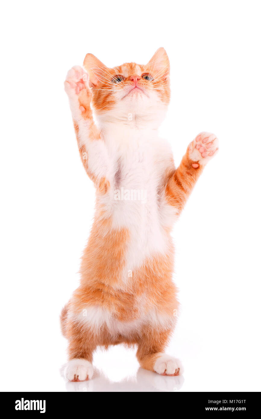 Cat, pet, and cute concept - red kitten on a white background. A ...