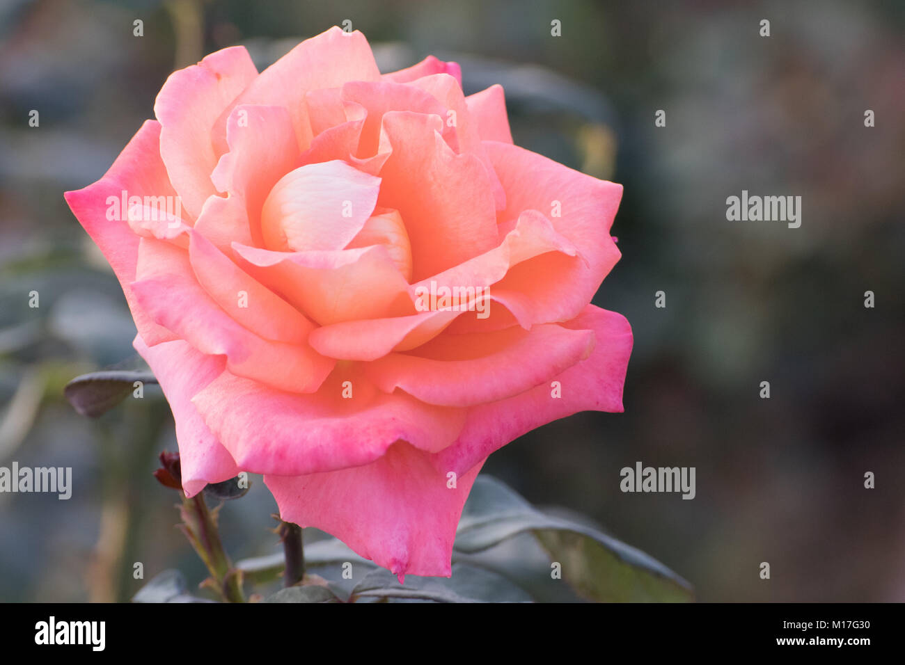 Orange Pink Rose Stock Photo - Alamy