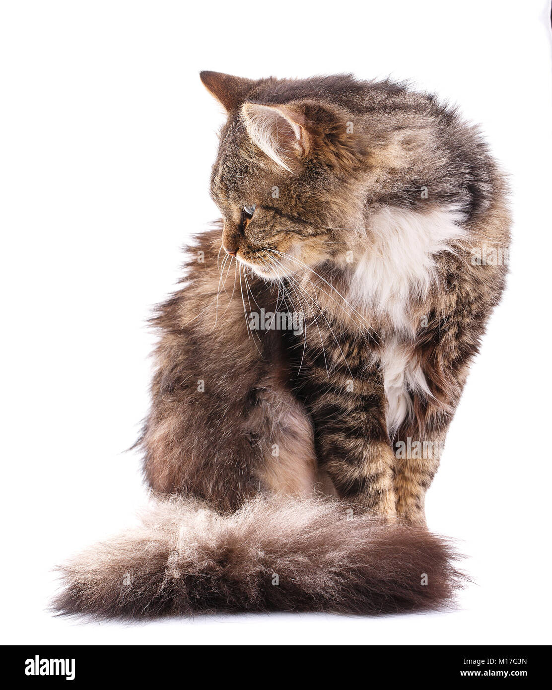 Cat is isolated on white. Cat poster. Kitty without breed Stock Photo ...