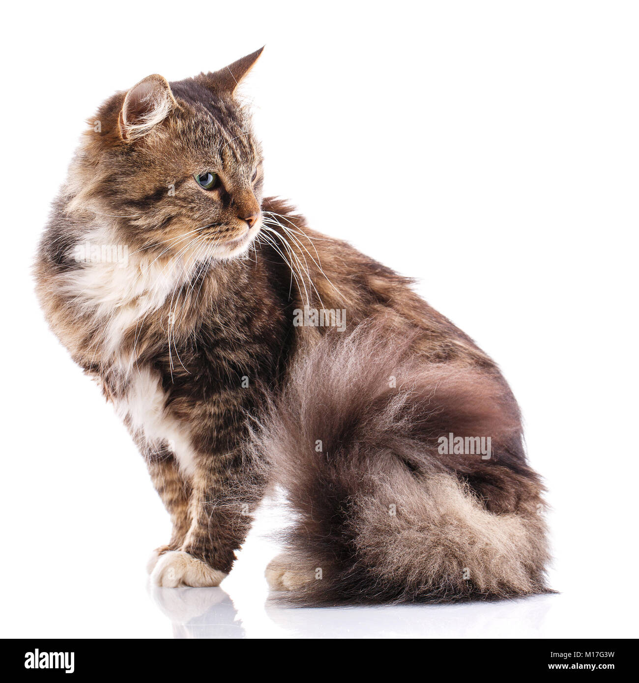 Portrait of a homeless cat. Cat without breed. The unfortunate cat ...