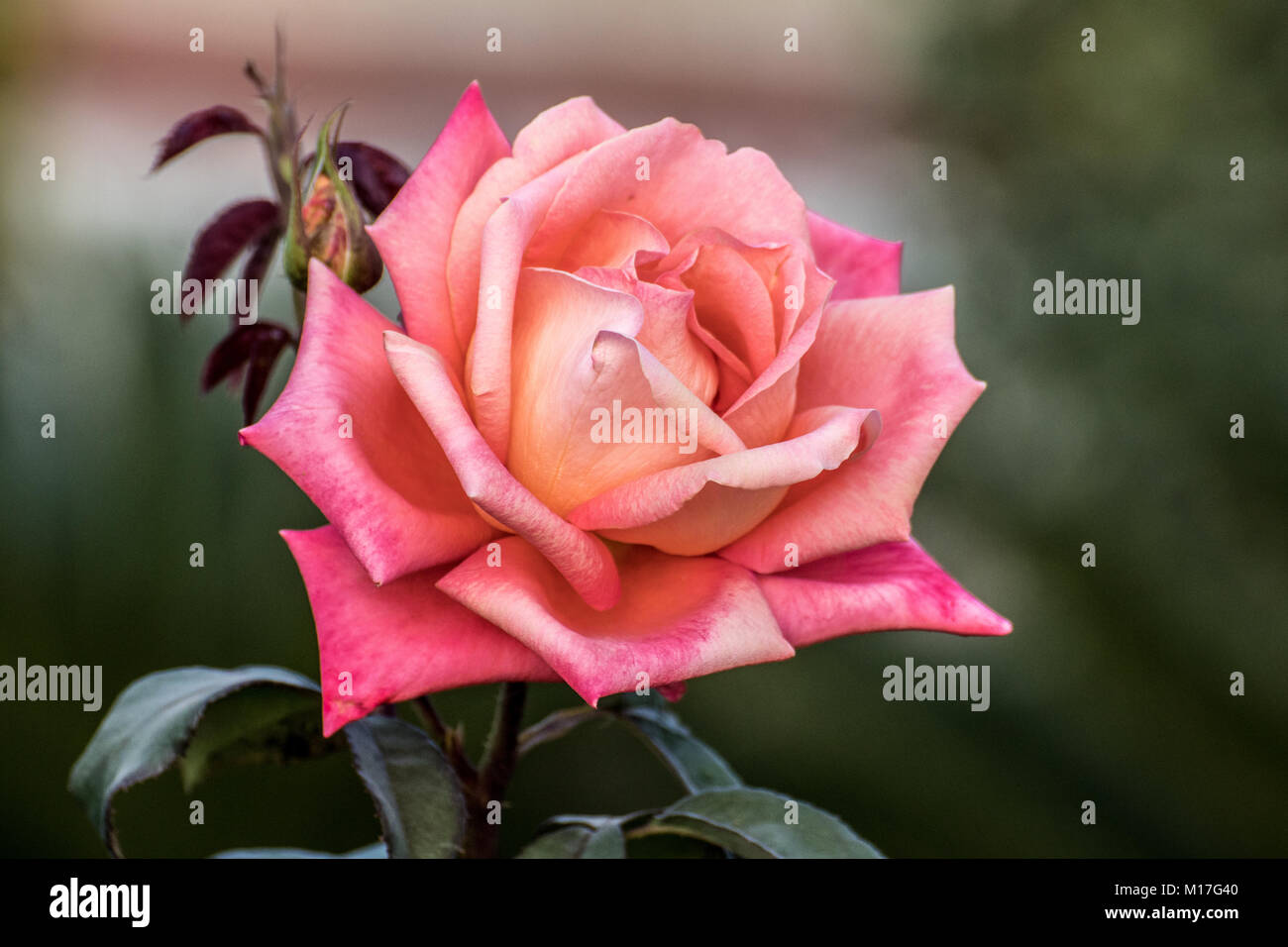 Orange Pink Rose Stock Photo - Alamy