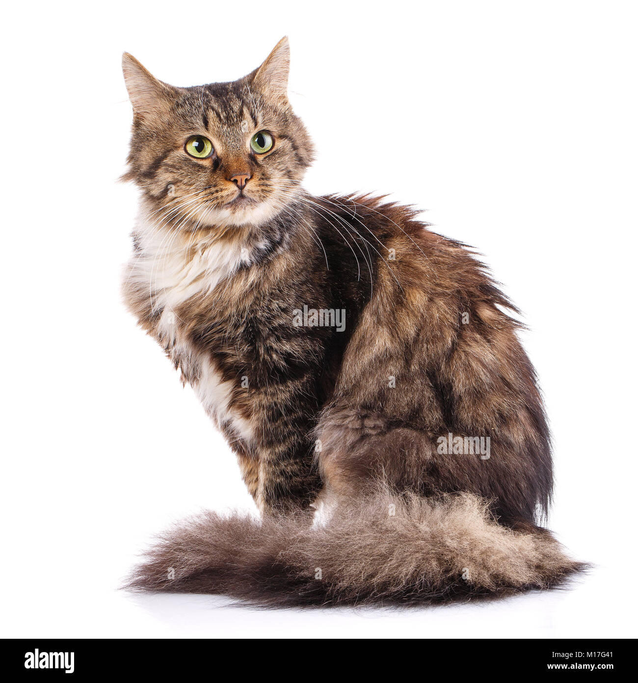 Cat is isolated on white. Cat poster. Kitty without breed Stock Photo ...