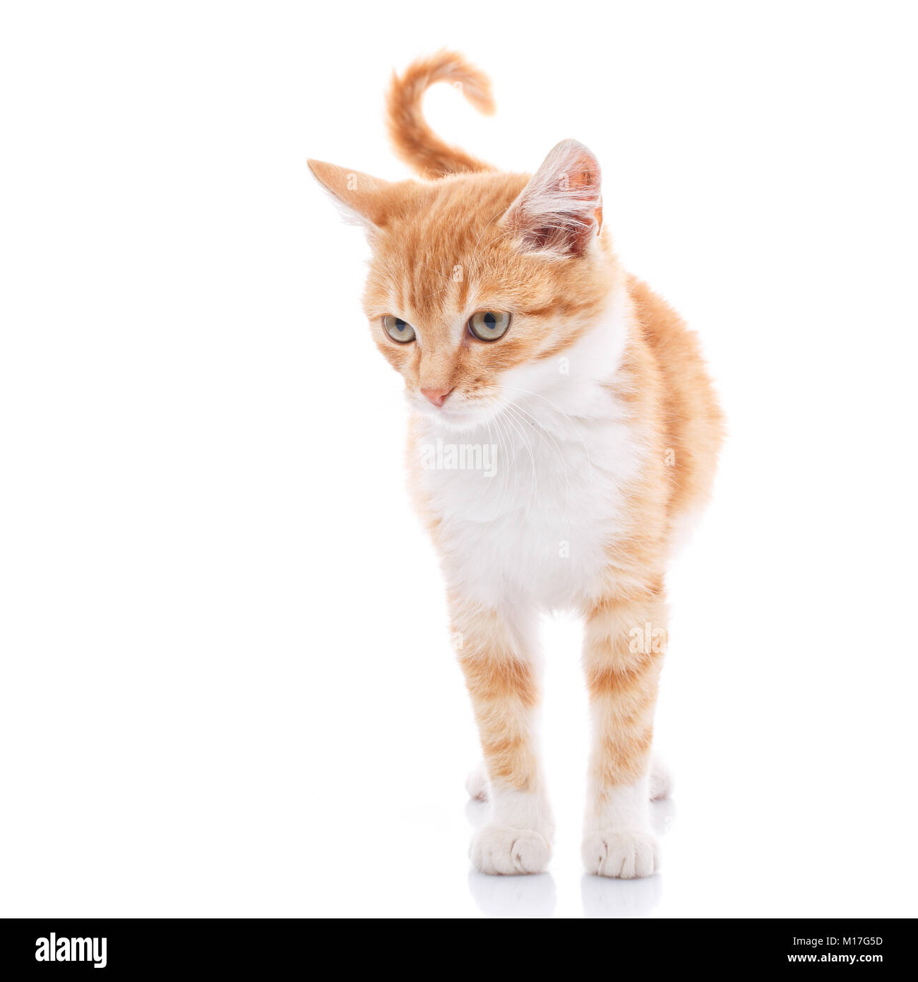 Red nice kitten. Cat isolated on white background Stock Photo - Alamy