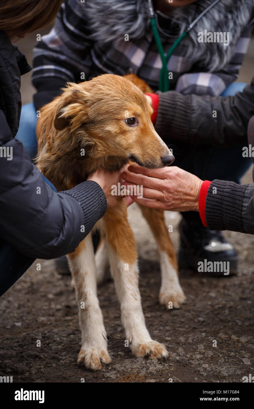 How Can I Help Homeless Dogs