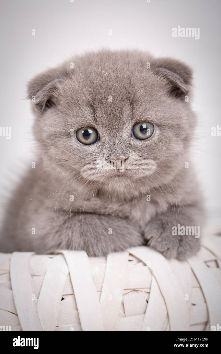 Portrait of a gray Scottish kitten with blue eyes. Cute cat at home ...