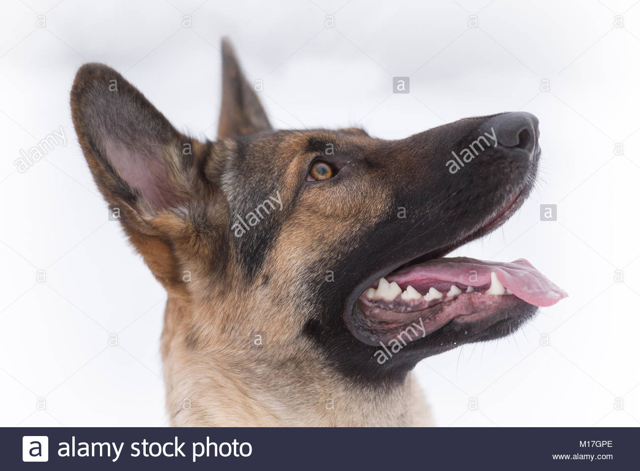 German Shepherd Profile
