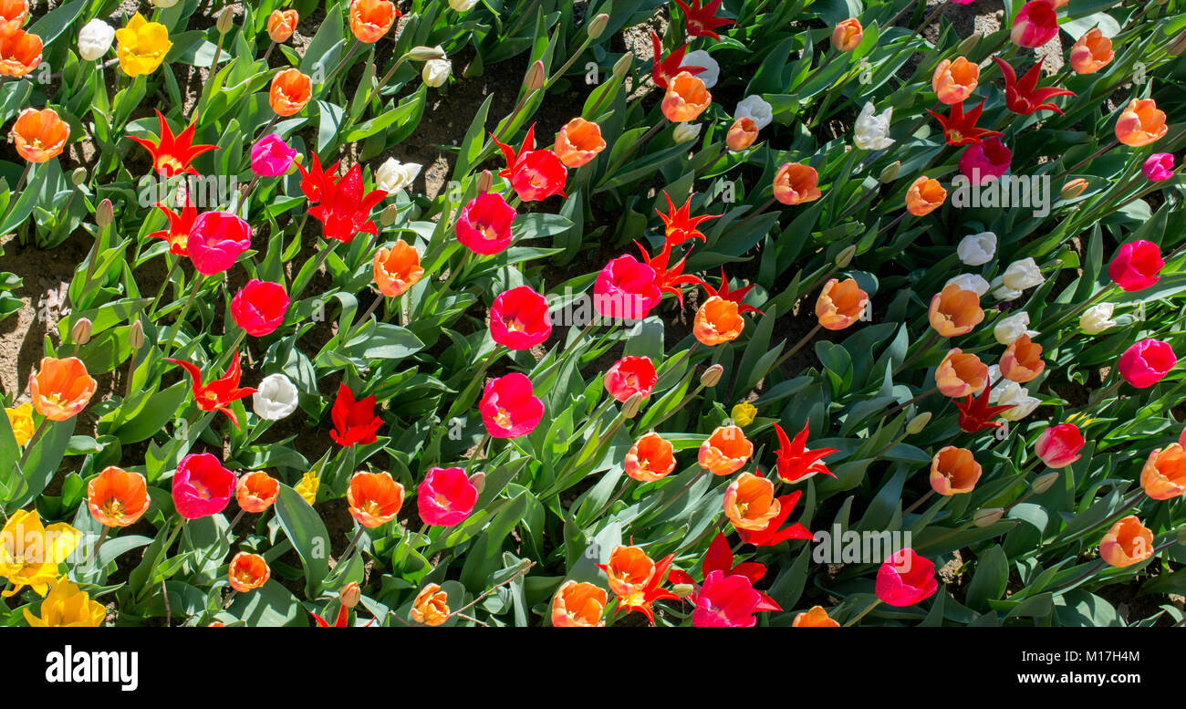 Various color tulip flowers bloom in spring the garden Stock Photo - Alamy
