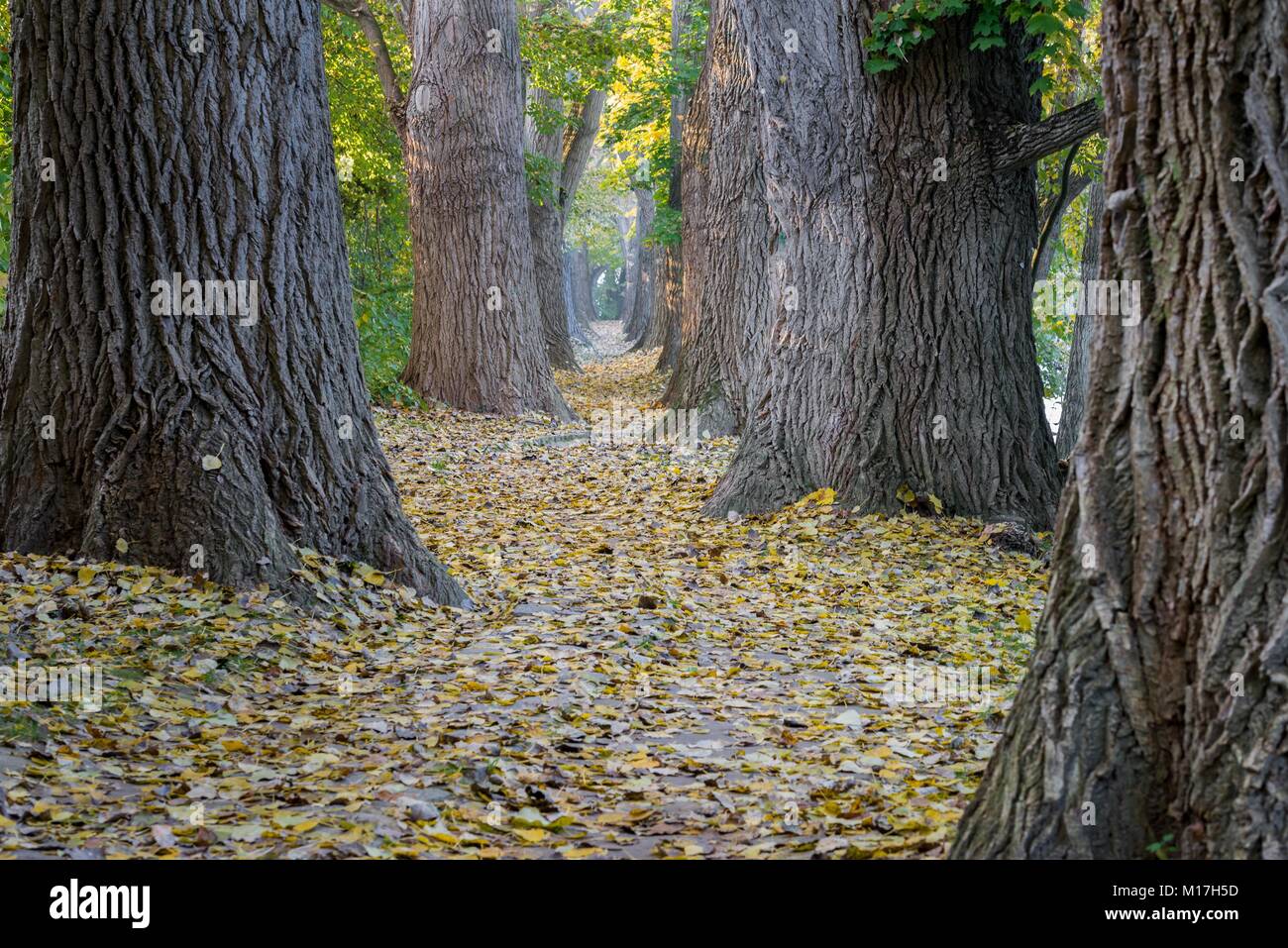Autumn forest trail fairy hi-res stock photography and images - Alamy