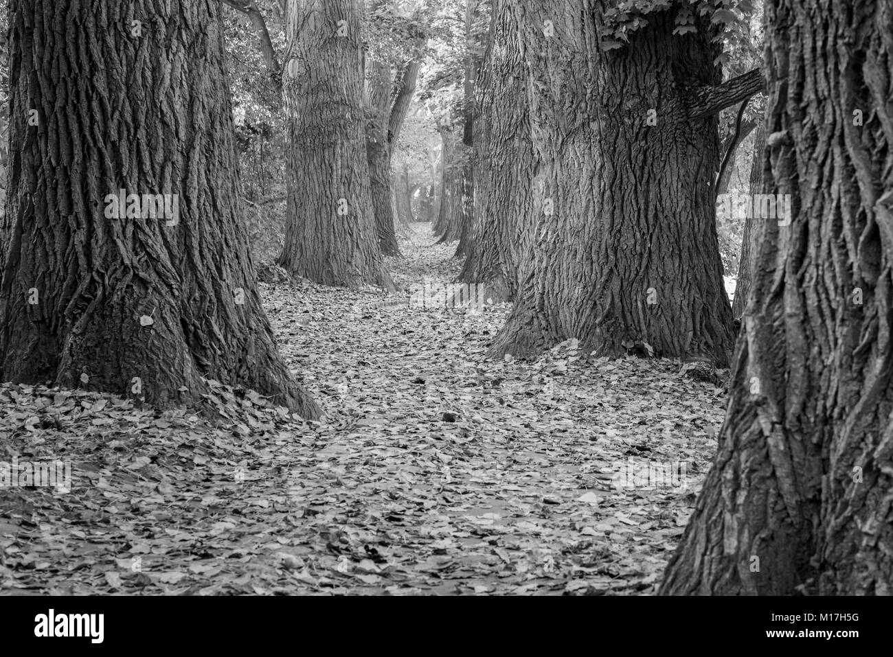 Fairy tree in autumn Black and White Stock Photos & Images - Alamy