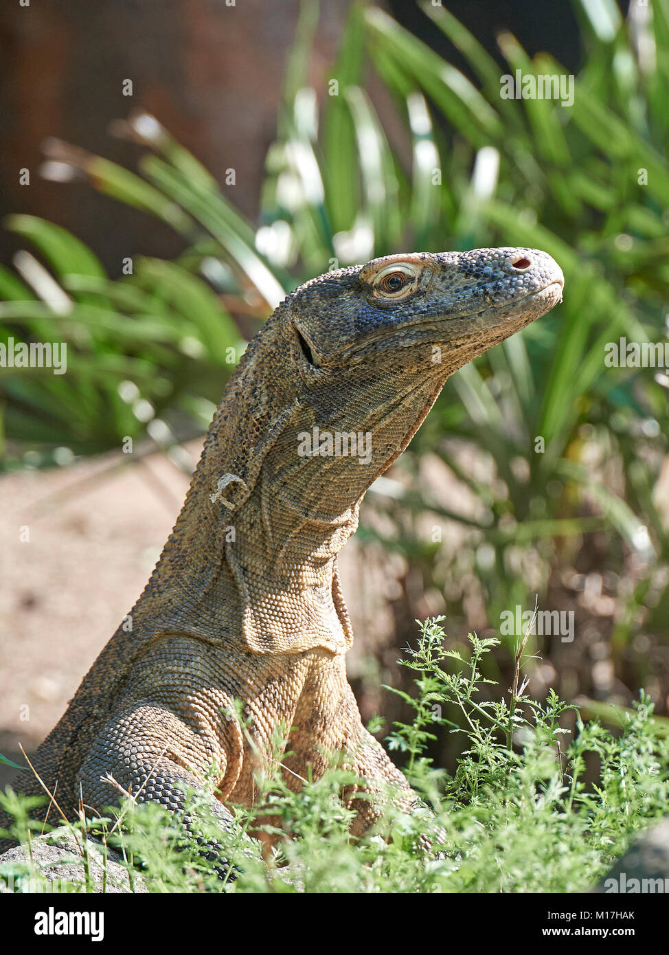 Closeup portrait of the Komodo dragon Stock Photo - Alamy