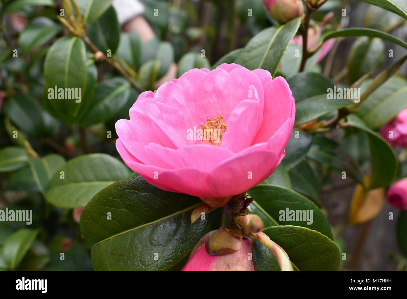 Zoom Flower Zoom High Resolution Stock Photography and Images - Alamy