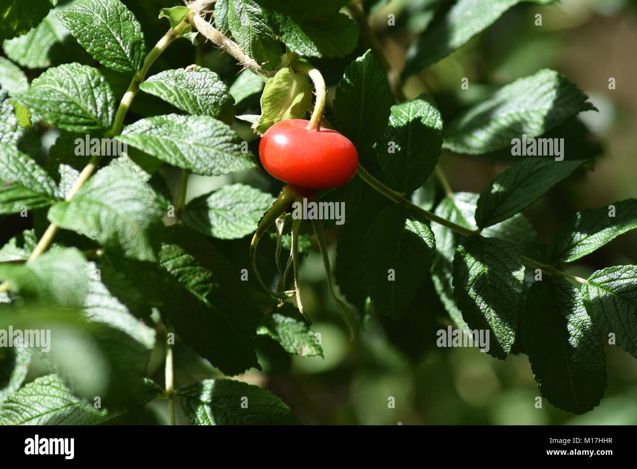 Red berry hi-res stock photography and images - Alamy