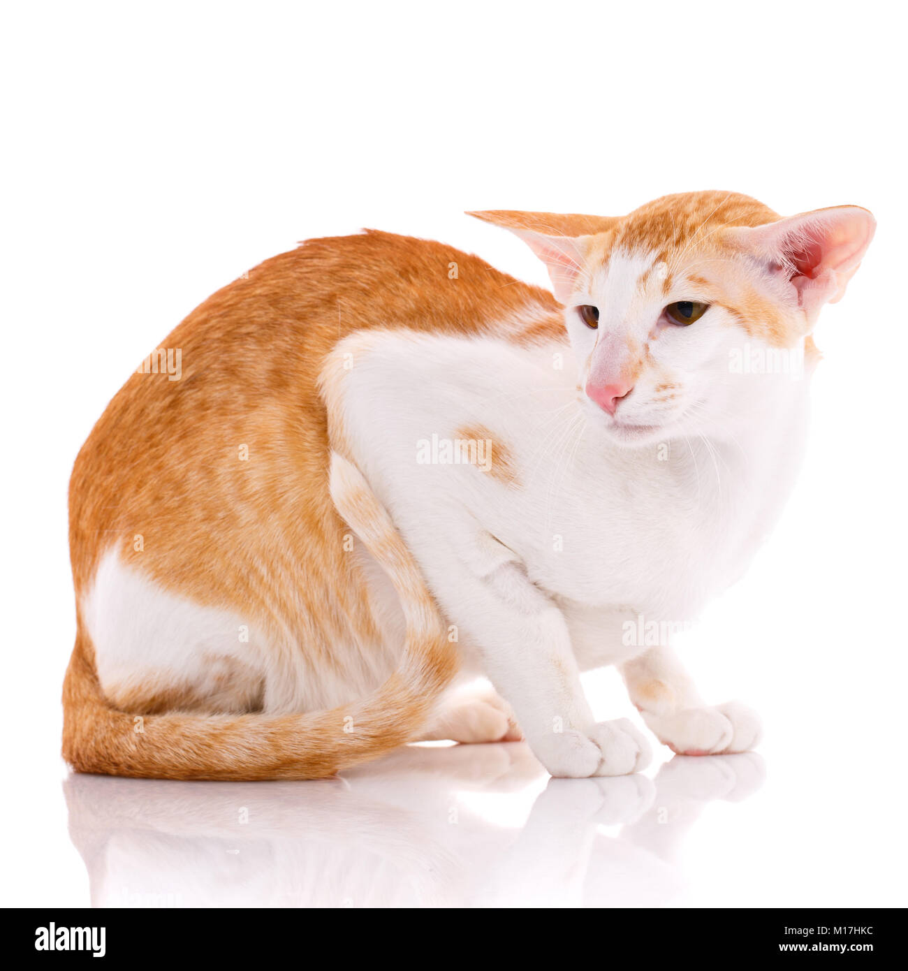 Oriental shorthair cat hi-res stock photography and images - Alamy