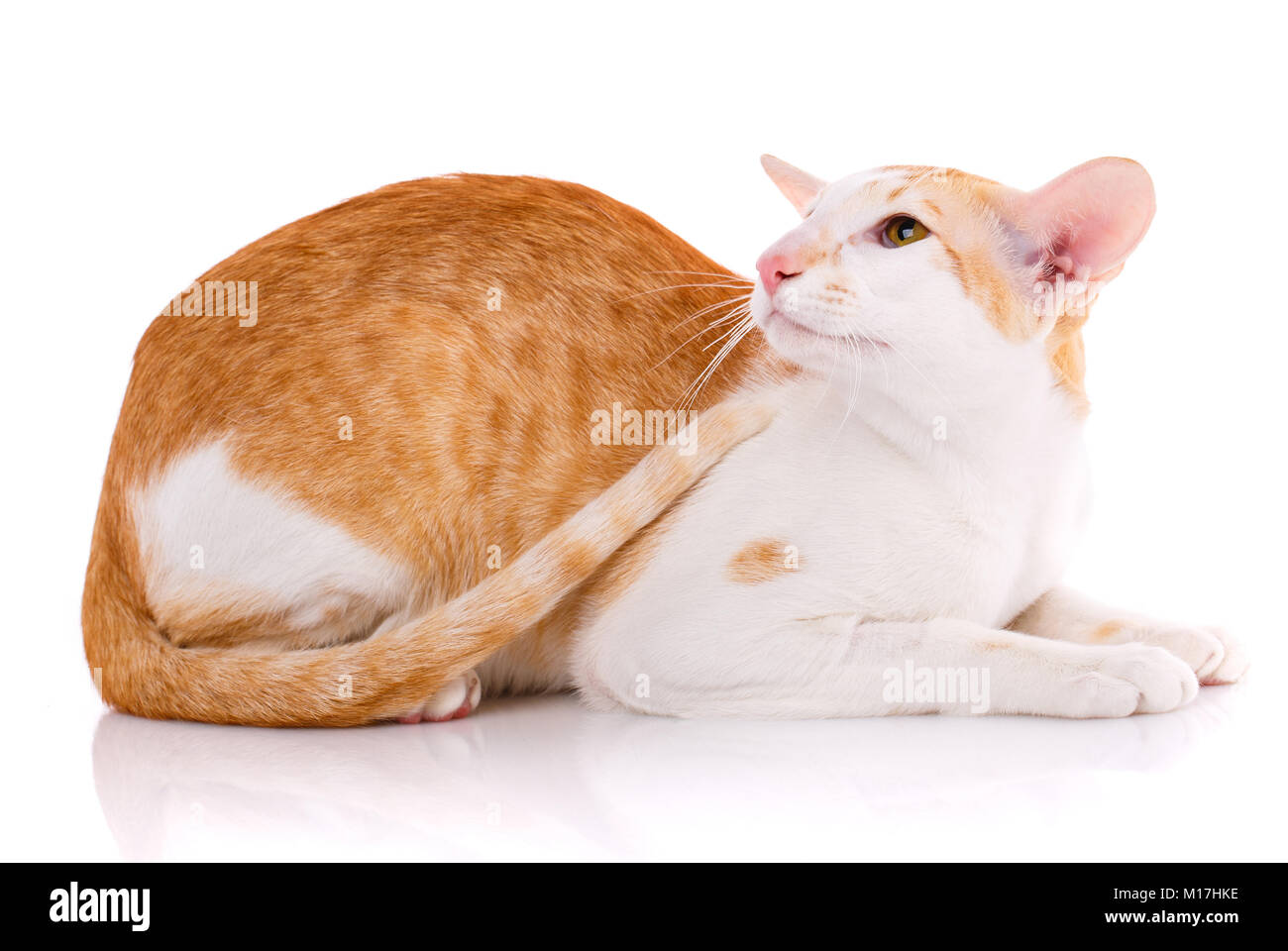 Oriental shorthair cat hi-res stock photography and images - Alamy