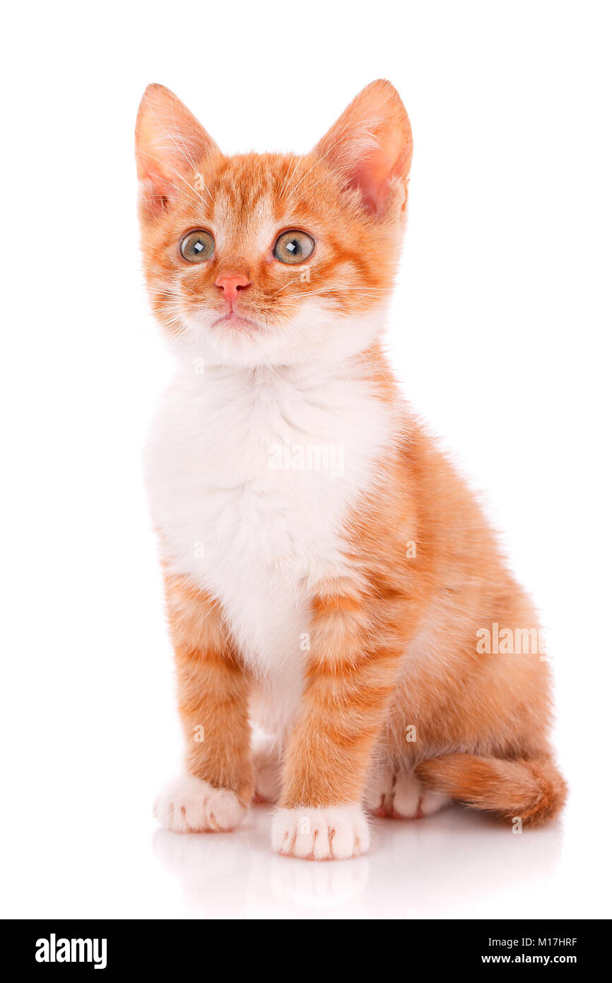 Close-up portrait of red kitten isolated on a white background Stock ...