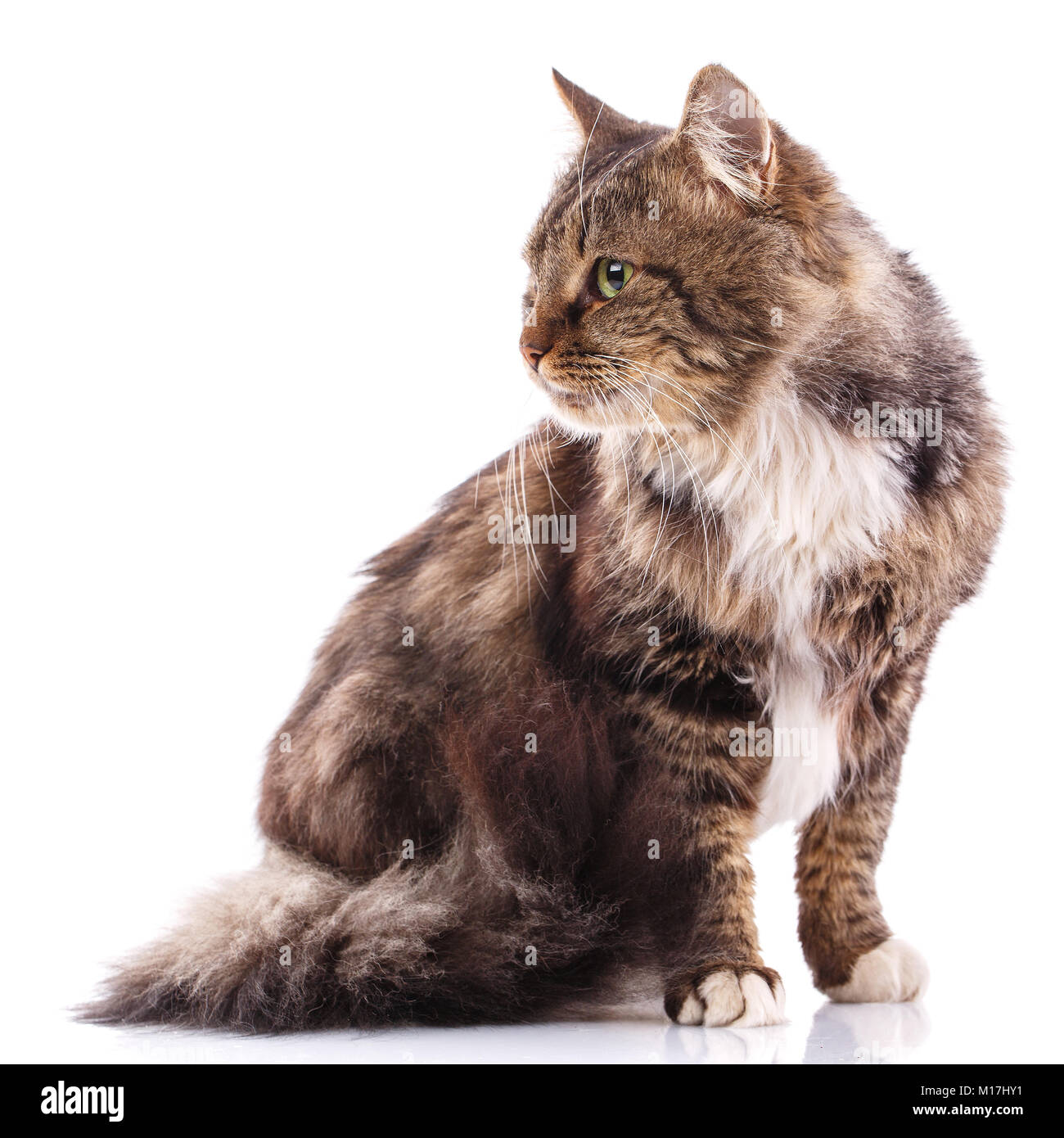 Cat is isolated on white. Cat poster. Kitty without breed Stock Photo ...