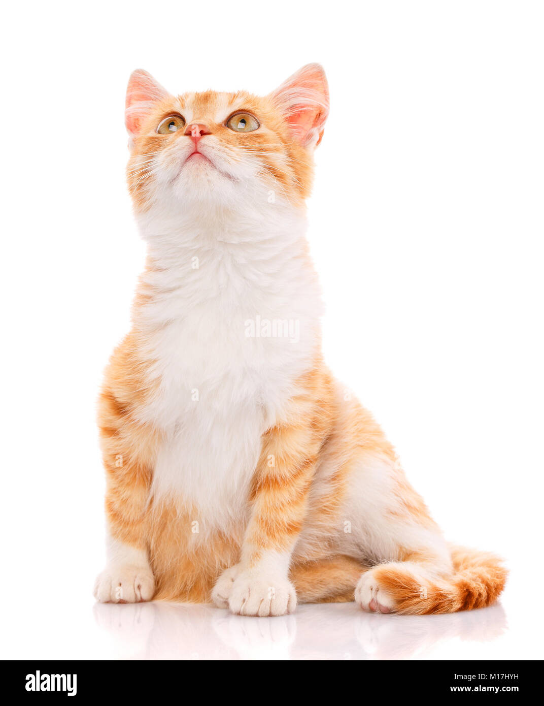 Cat, pet, and cute concept - red kitten on a white background. A ...