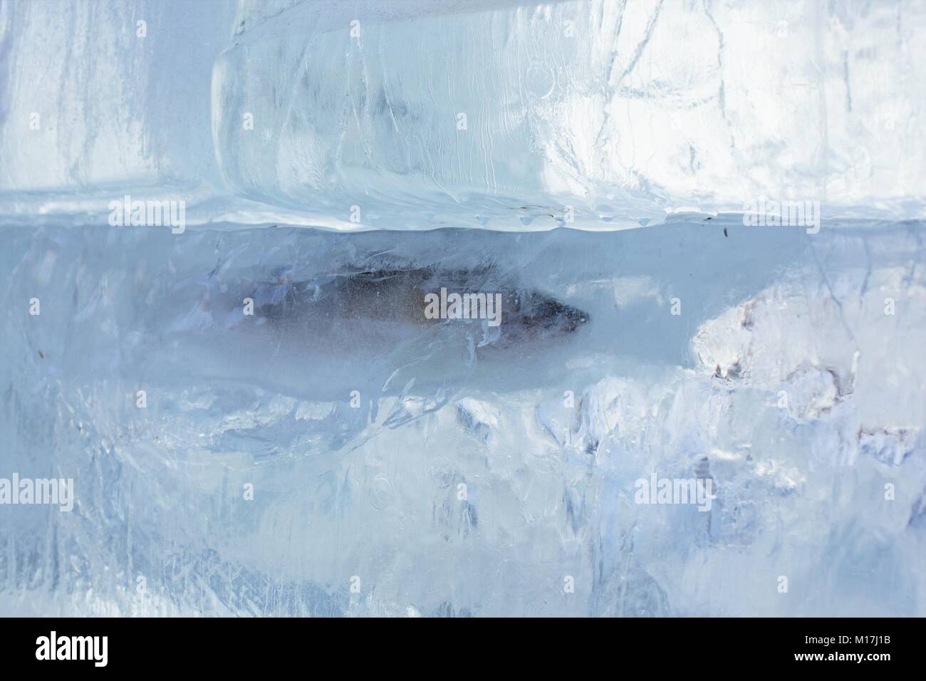 A walleye fish frozen into a block of ice at the St. Paul Winter ...