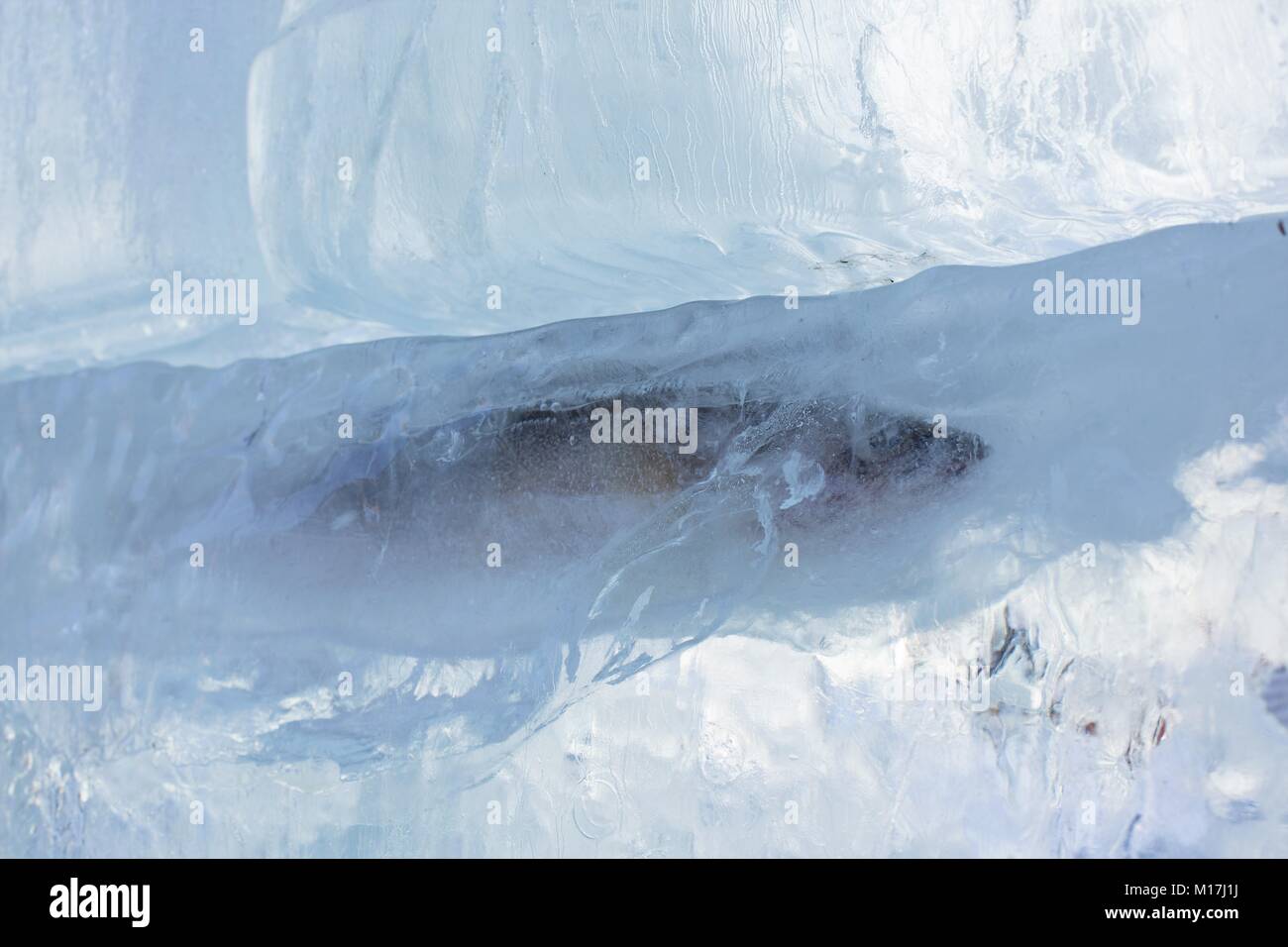 Fish in block of ice hi-res stock photography and images - Alamy