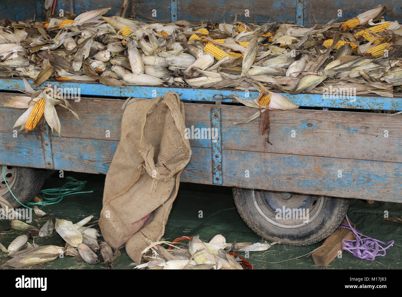 agricultural wagon with many yellow CORN during the harvest Stock Photo ...