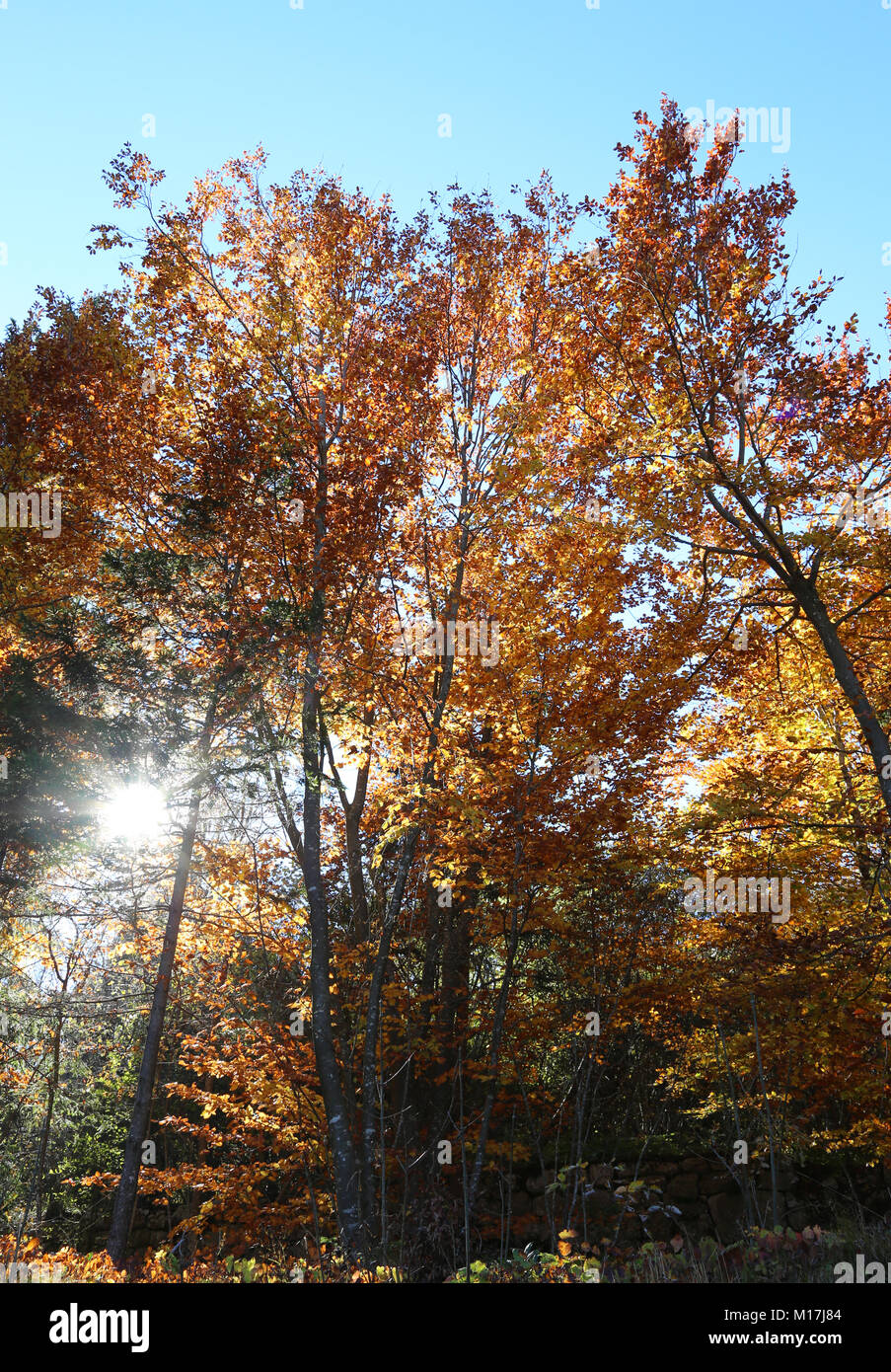 the sun filtering through the branches of the trees in autumn with the ...