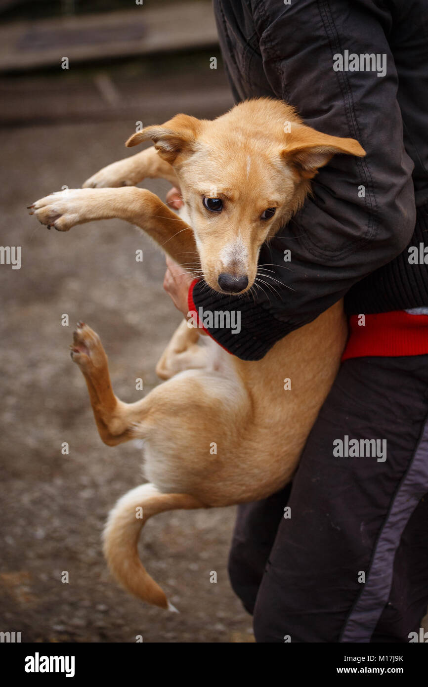 The unfortunate redheaded dog. Street dog in the hands of a woman. Help ...