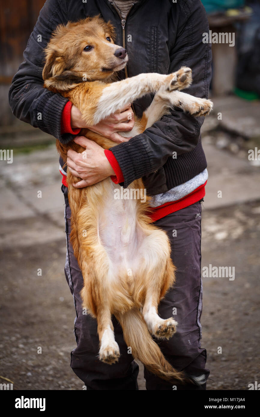 The unfortunate redheaded dog. Street dog in the hands of a woman. Help ...