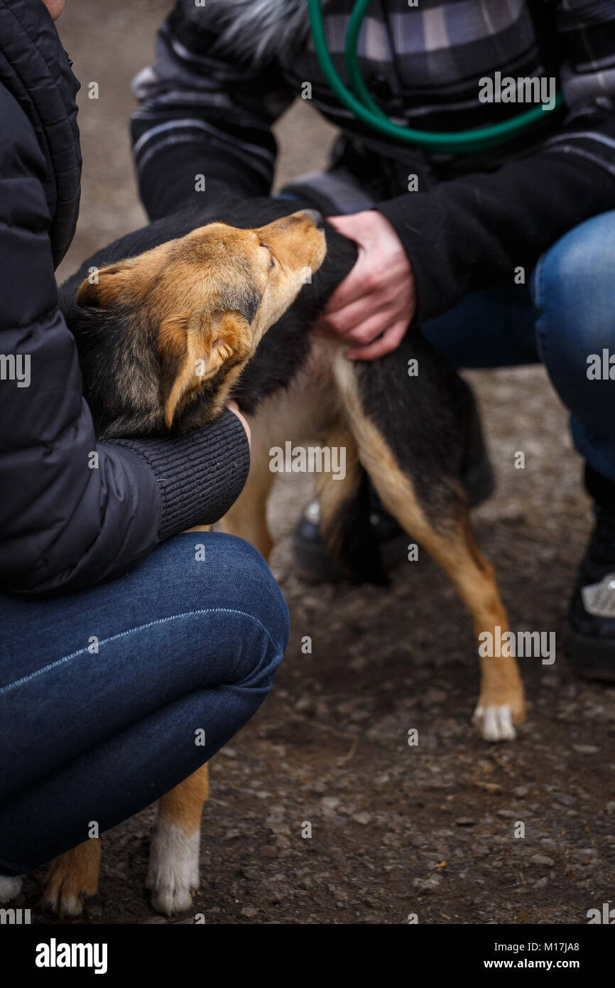 A dog is a friend. A true friend. Help for stray dogs. Veterinarians ...