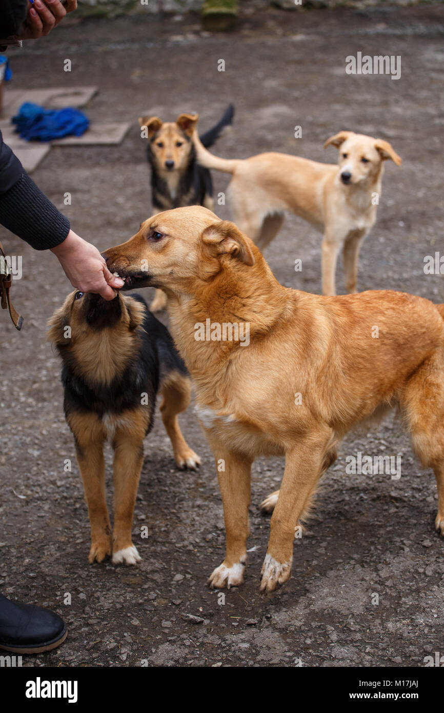 How To Help Stray Dogs