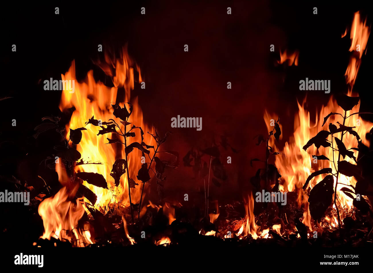 Bonfire against dark night black background Stock Photo - Alamy