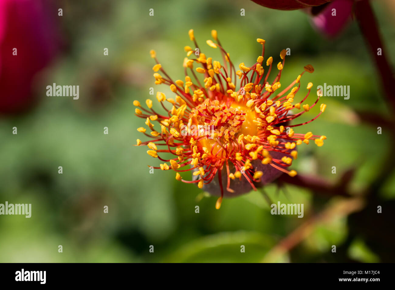 Rose flower without petals in the garden in spring Stock Photo - Alamy