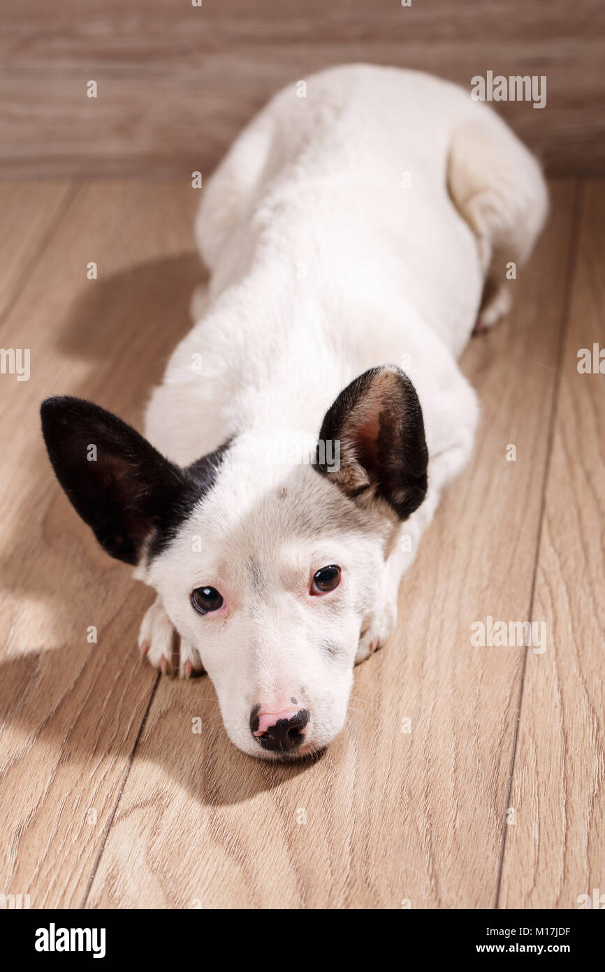 Is My Dog Frustrated
