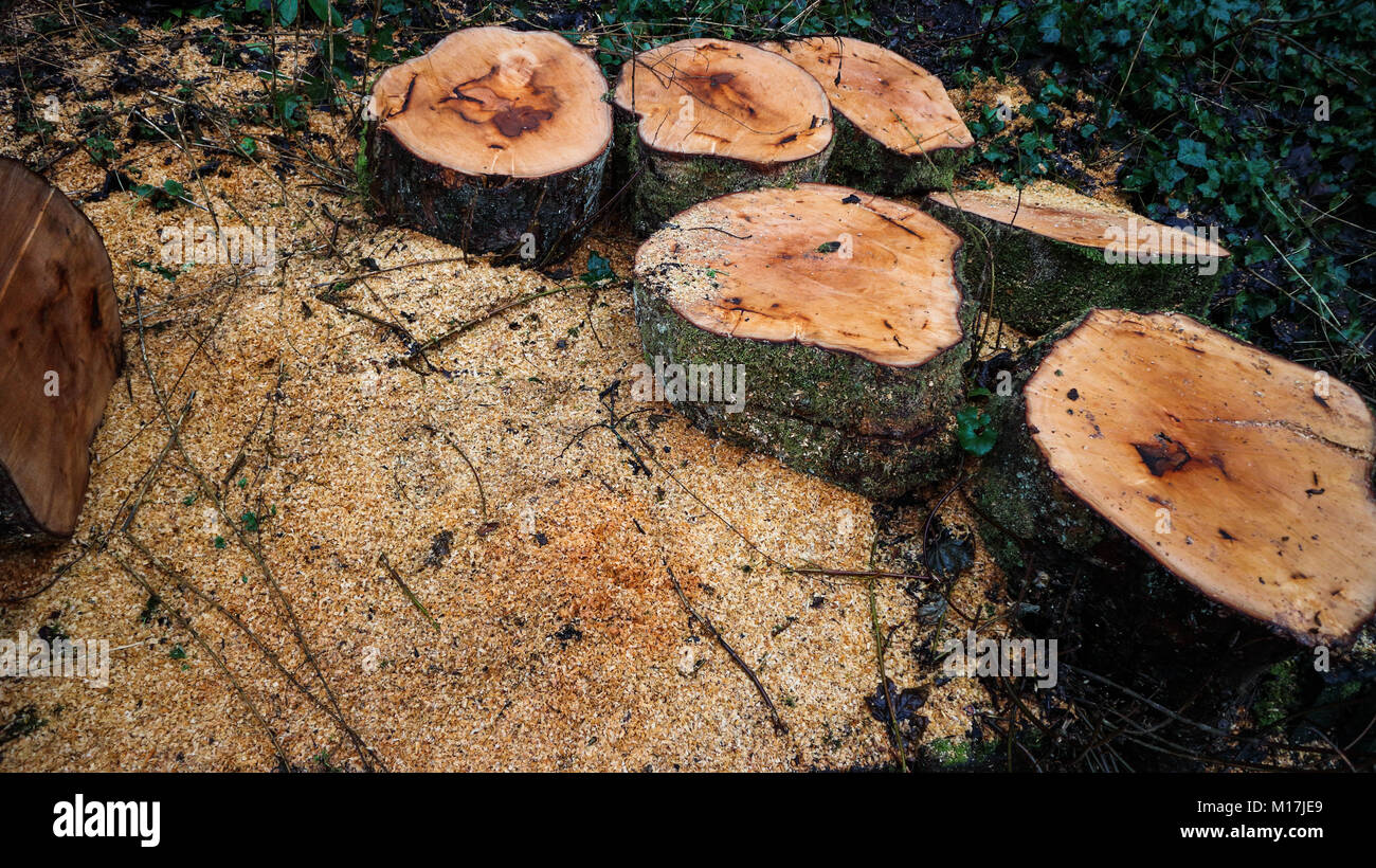 Closeup shot from trees hi-res stock photography and images - Alamy