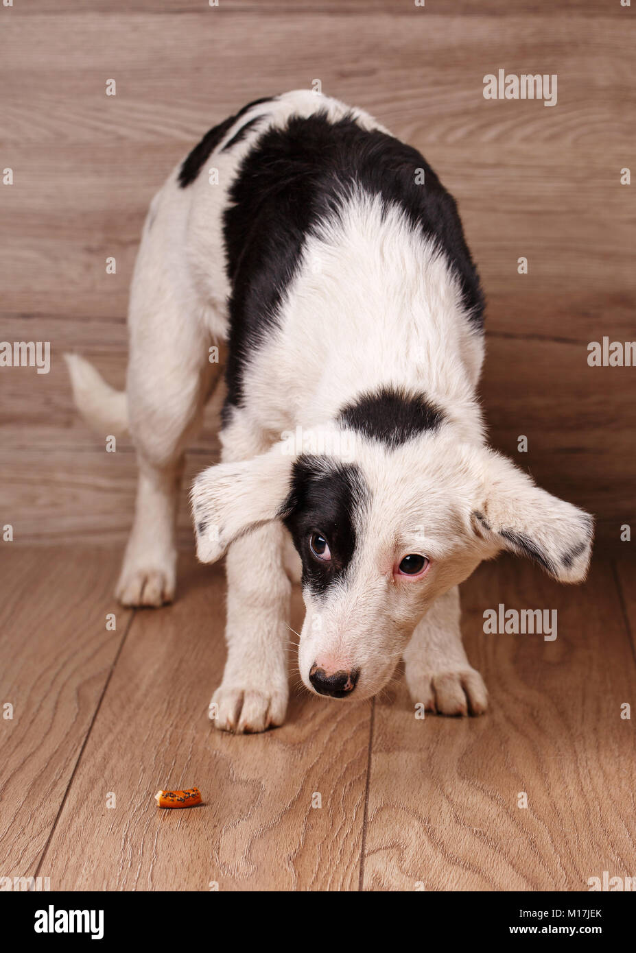 Portrait of black and white dog, miserable behind the house. Sad dog ...
