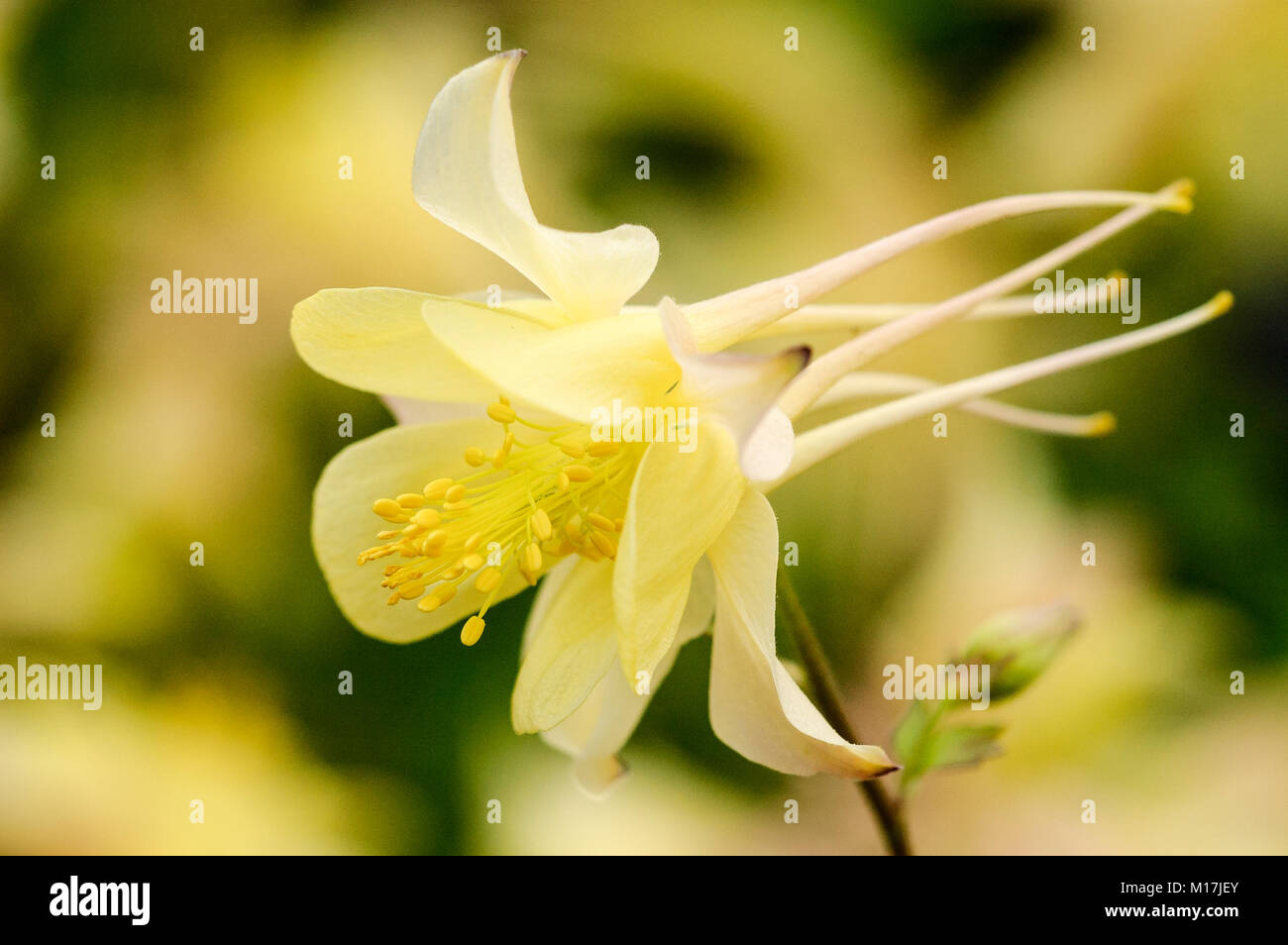 Columbine yellow queen hi-res stock photography and images - Alamy
