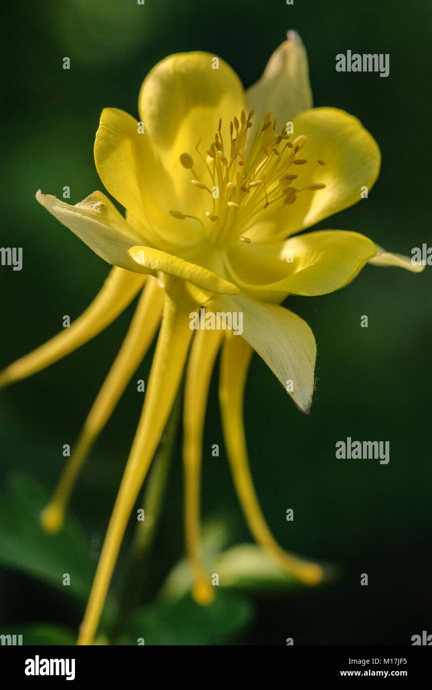 Aquilegia - Akelei Stock Photo - Alamy