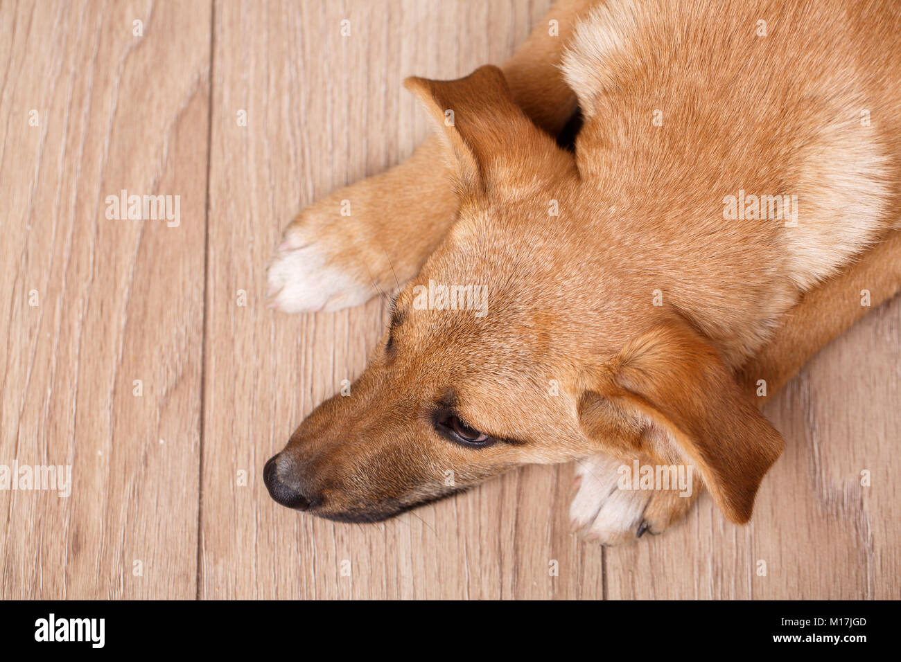 Grieving dog hi-res stock photography and images - Alamy