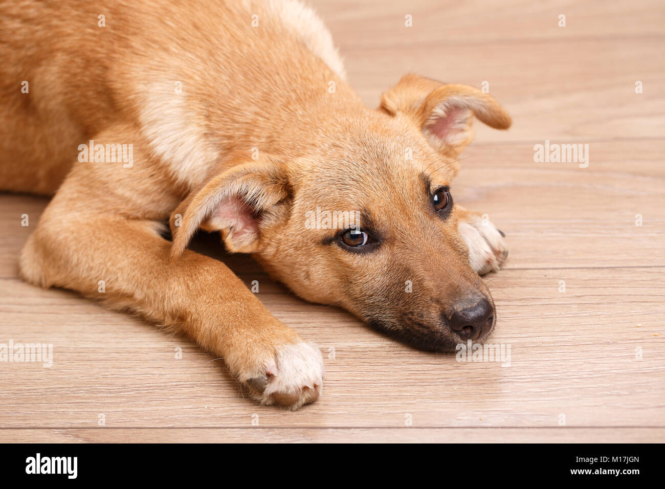 A sad red dog is on the boards. The dog is waiting for the owner. Pets ...