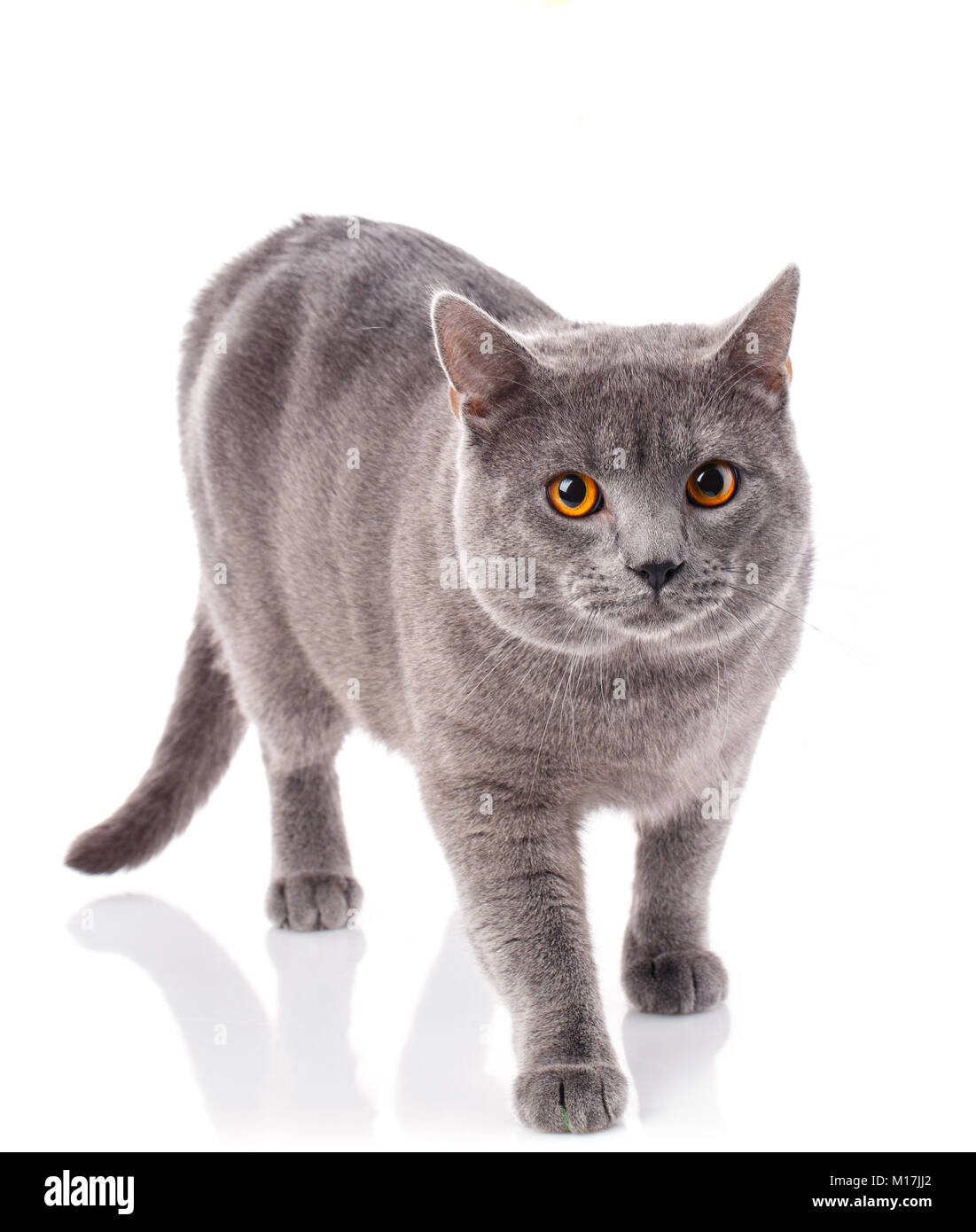 Grey house cat with yellow eyes on a white background Stock Photo - Alamy