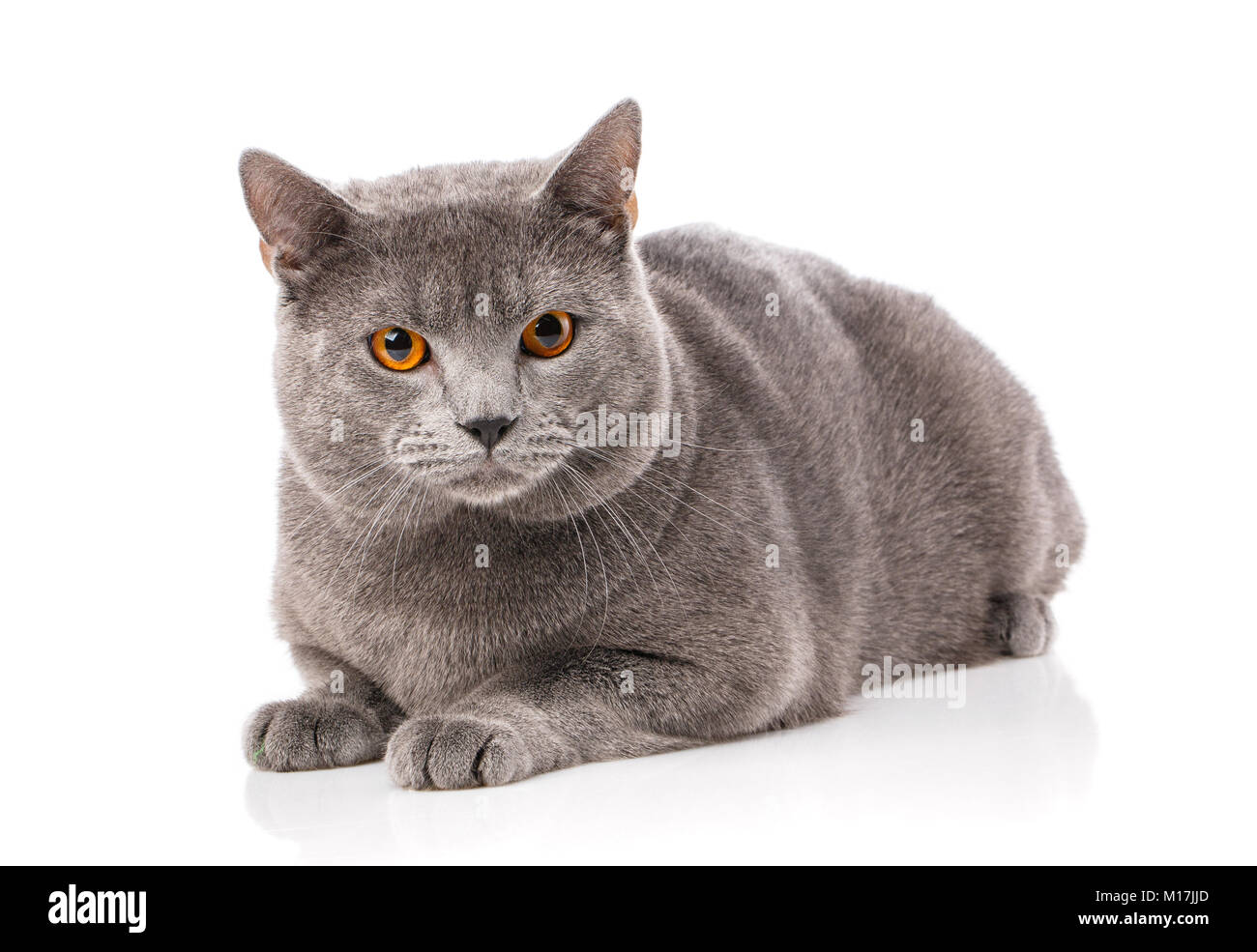 Animal, cat, pet concept - chartreux cat on a white background Stock ...