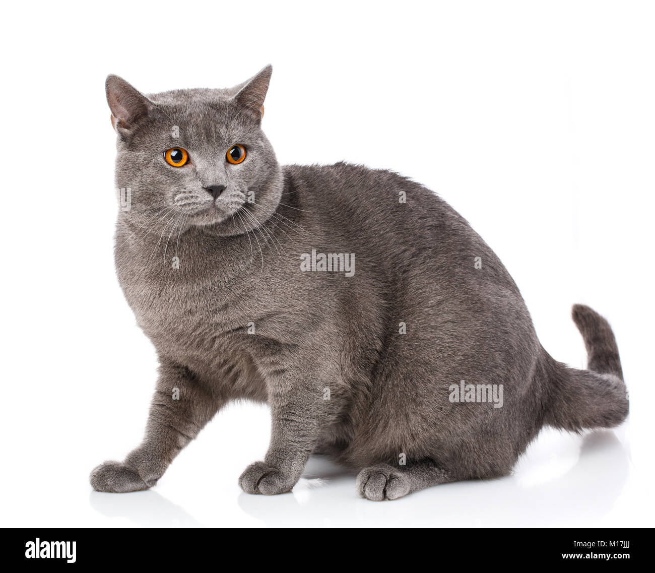 Animal, cat, pet concept - chartreux cat on a white background Stock ...