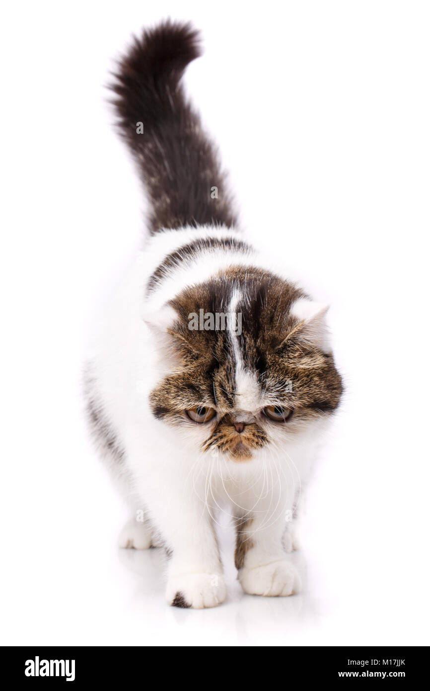 Beautiful, purebred cat. Kitten - portrait of Exotic cat siting on a ...