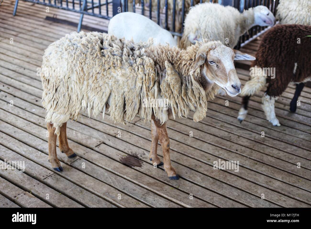 Rustic rural farm stand stall hi-res stock photography and images - Alamy