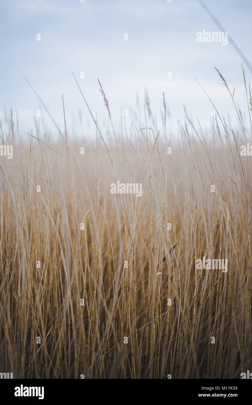 Reed Beds on the Suffolk Coast at Snape Maltings Stock Photo - Alamy