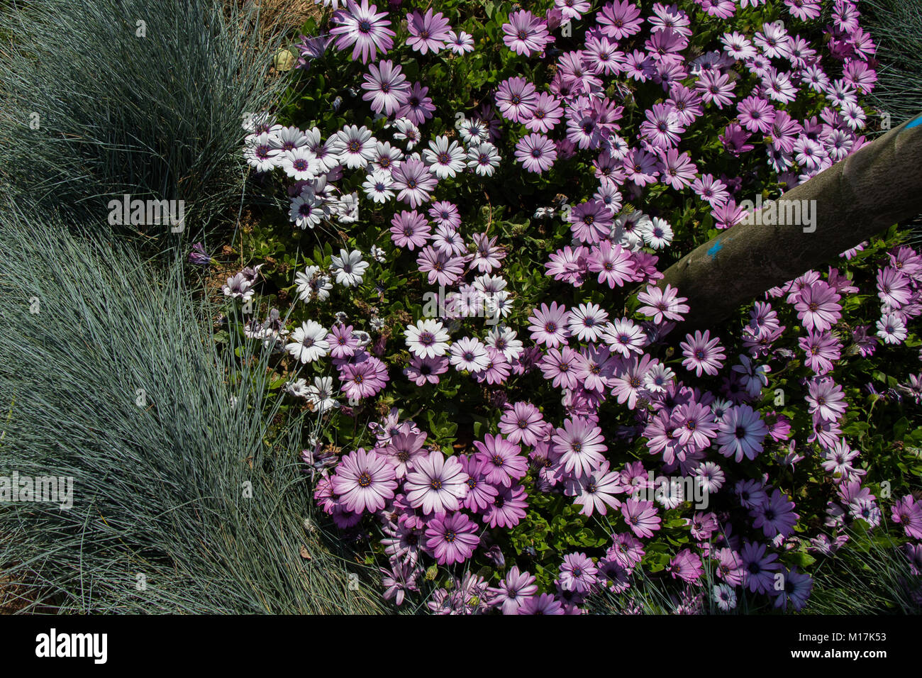 Beautiful fresh flowers as a background Stock Photo - Alamy