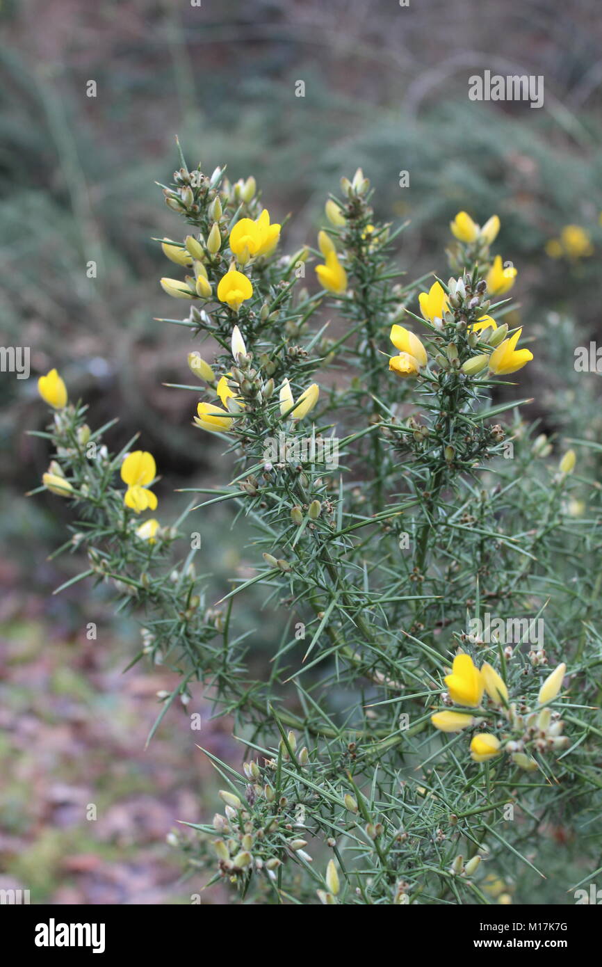 Bright Yellow Blooms on a Gorse bush / Ilex in British Woodland Stock ...