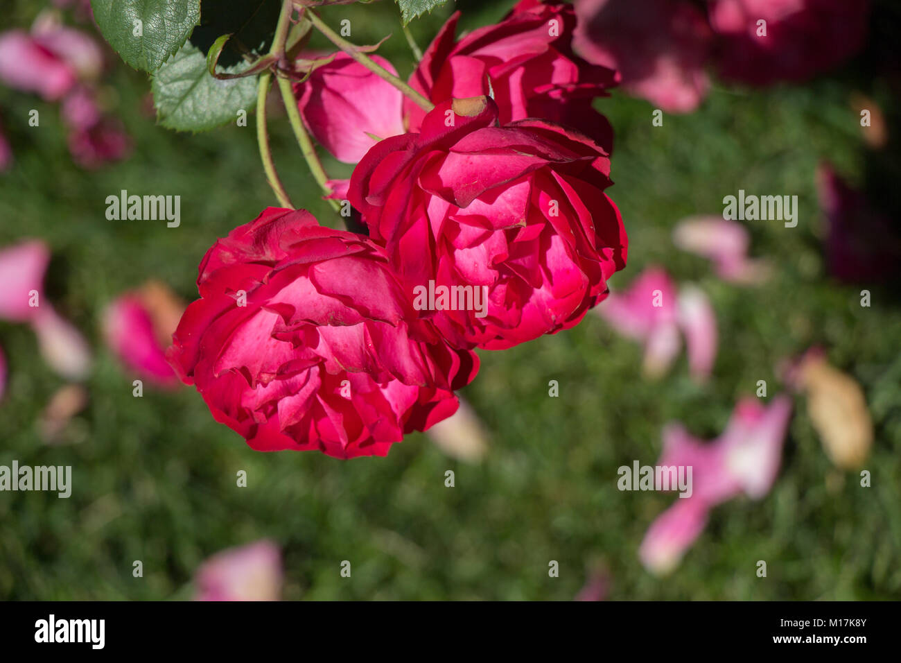 Blooming beautiful colorful roses in the garden background Stock Photo ...