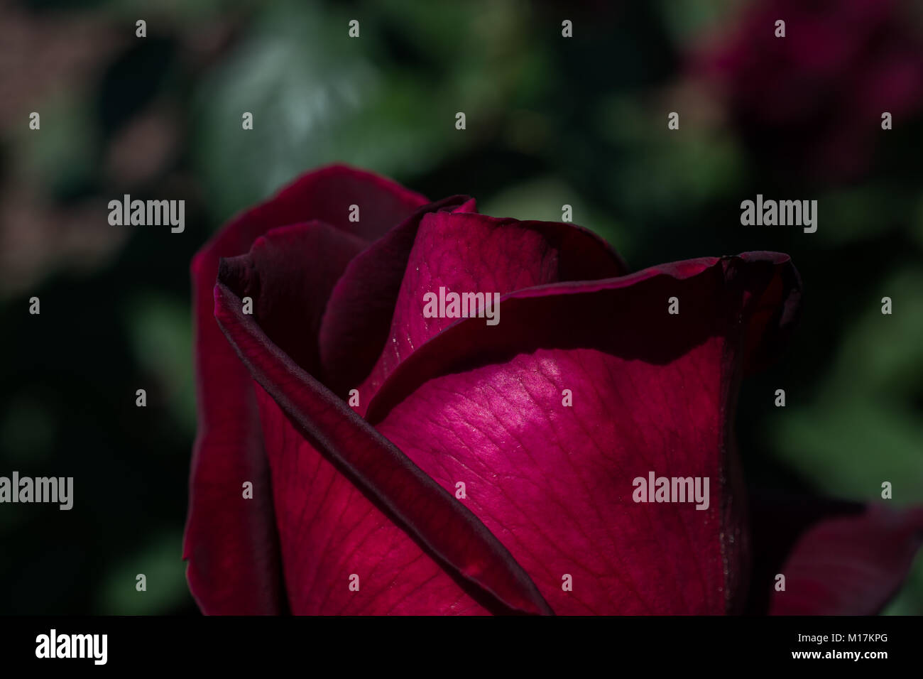 Beautiful fresh roses in close up view Stock Photo - Alamy